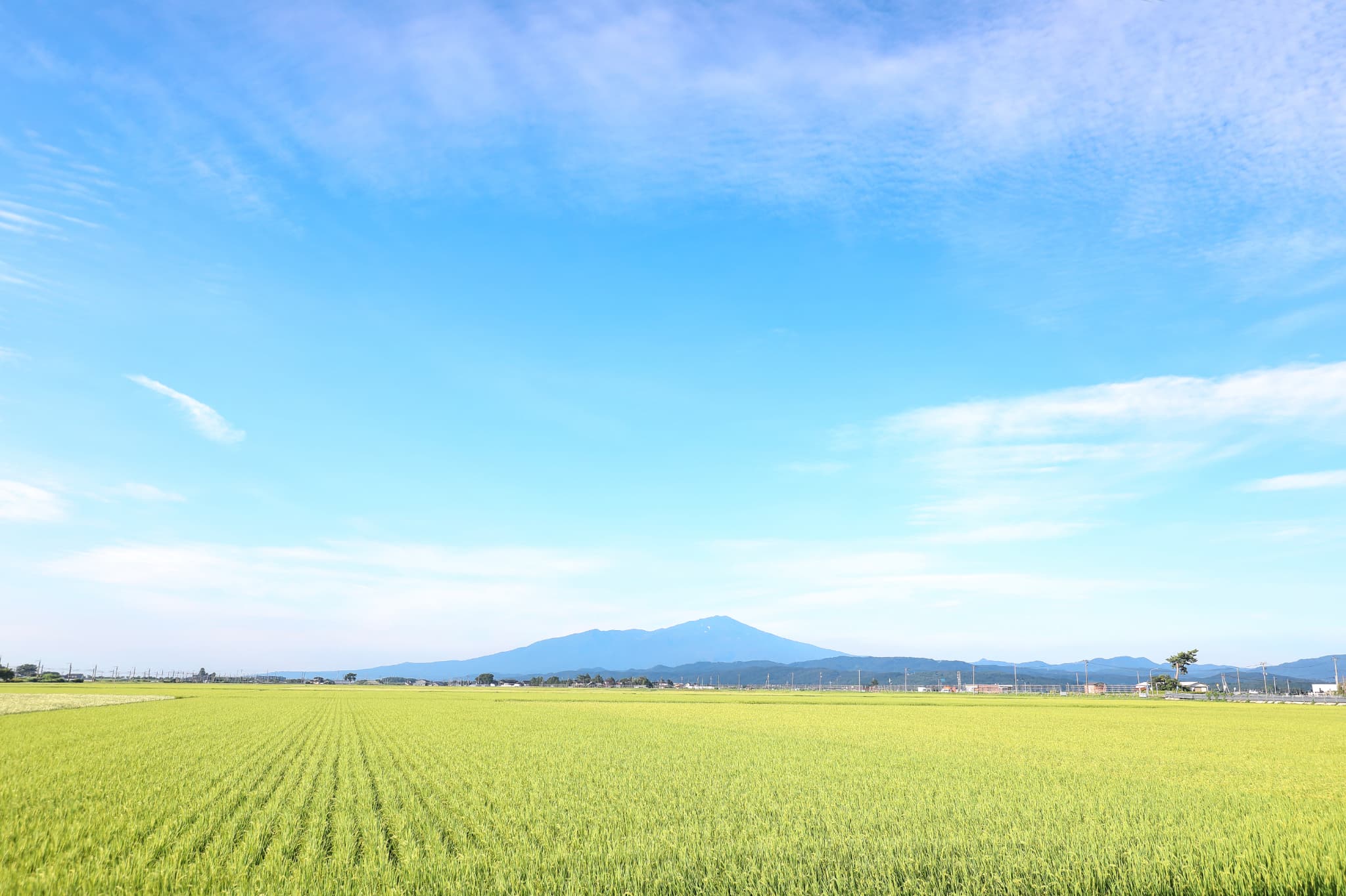 A legend and rice farming ～Praying to the two dragons～ | atelier GENMAI ...